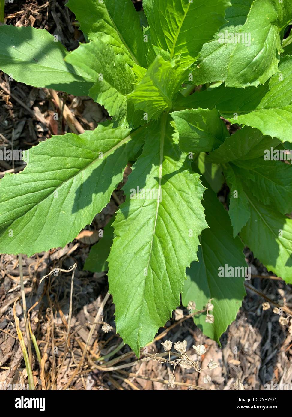 American burnweed (Erechtites hieraciifolius Stock Photo - Alamy