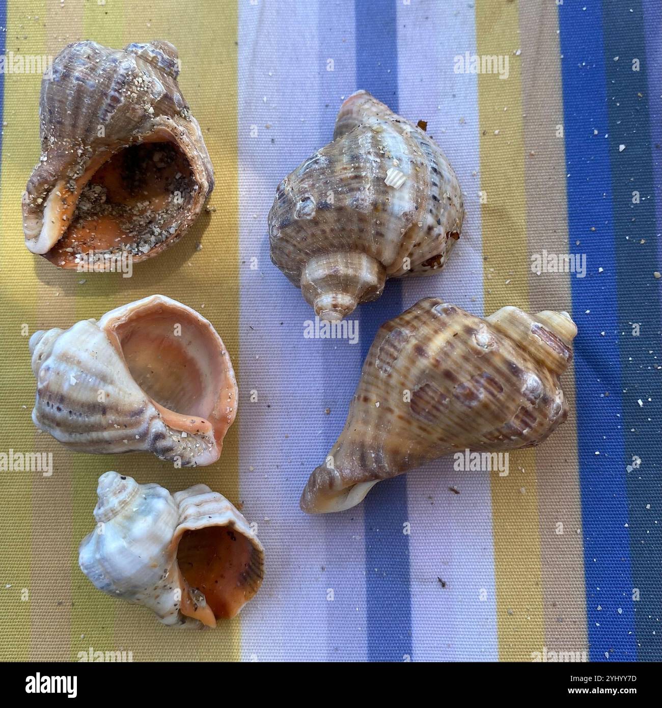 Veined Rapa Whelk (Rapana venosa Stock Photo - Alamy