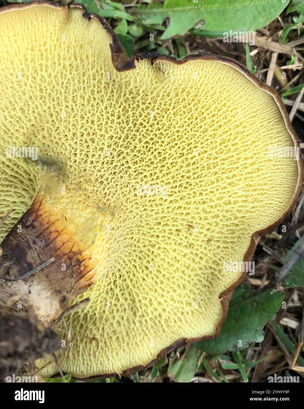ash-tree bolete (Boletinellus merulioides Stock Photo - Alamy