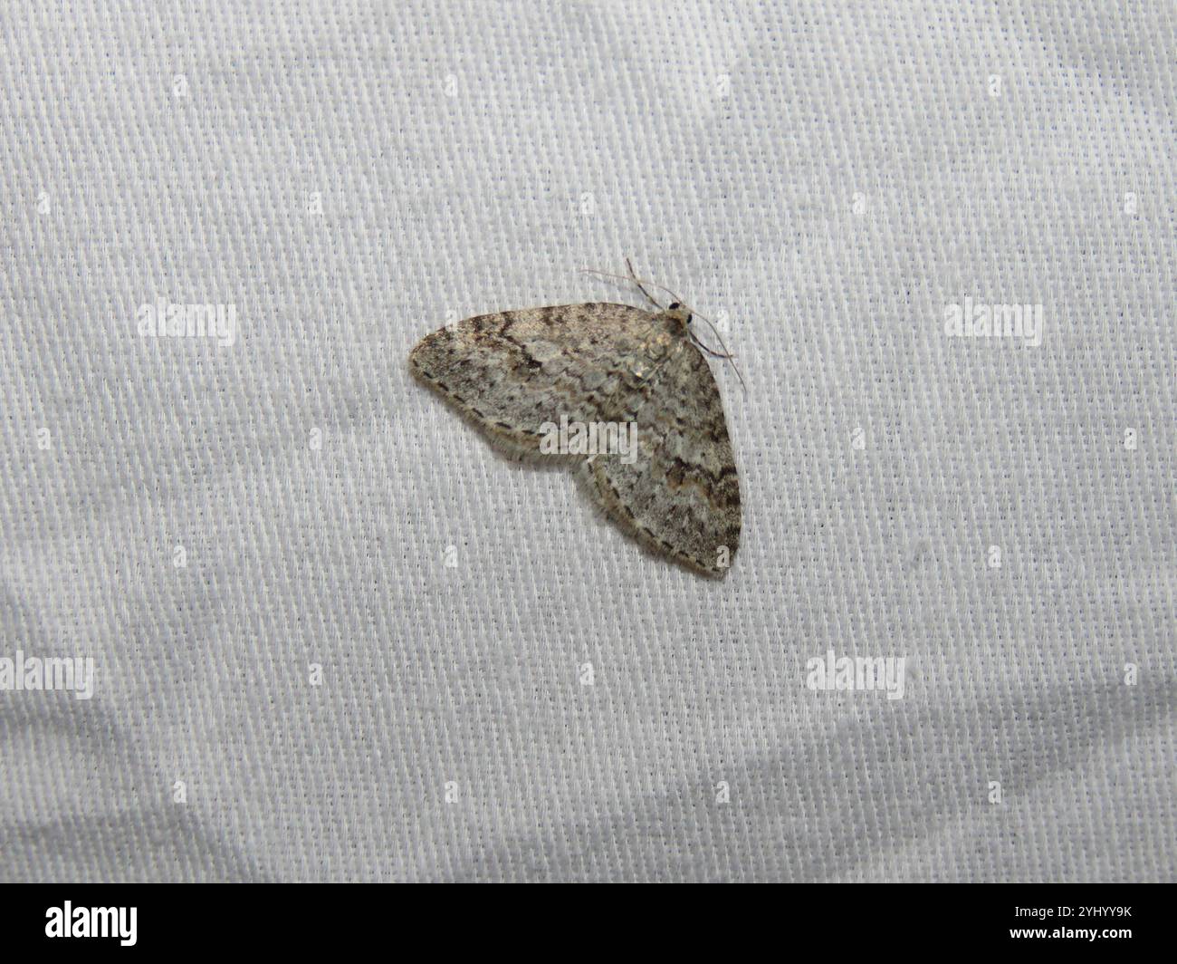 Carpet Moths (Larentiinae Stock Photo - Alamy