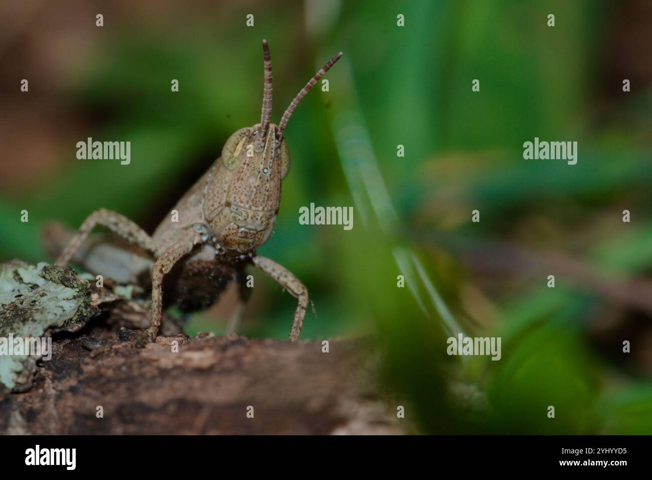 Stridulating Slantface Grasshoppers (Gomphocerinae Stock Photo - Alamy