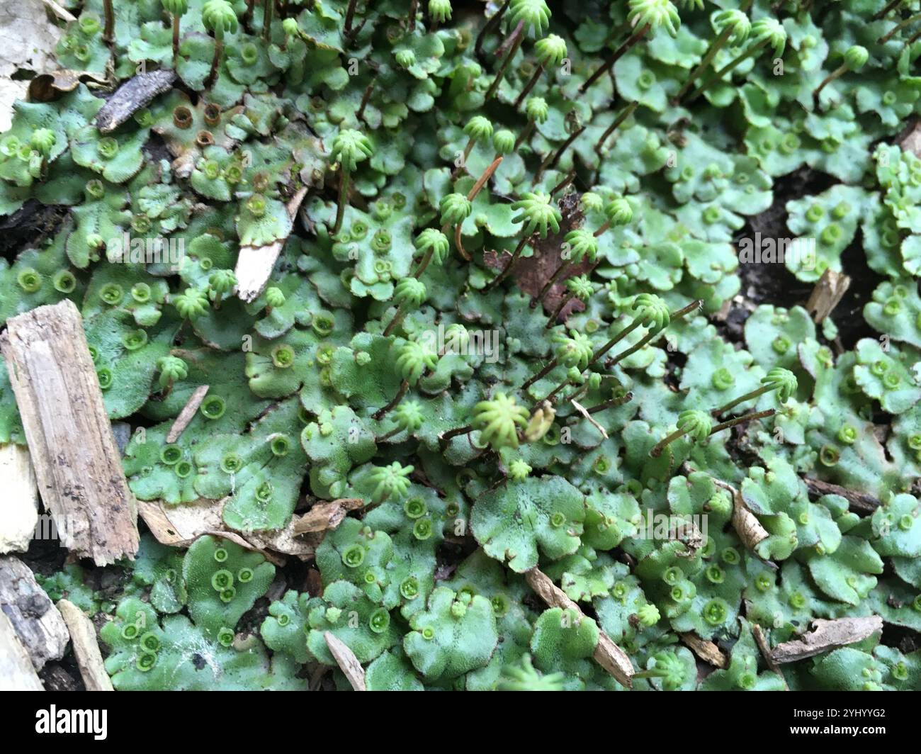 Common Liverwort (Marchantia polymorpha Stock Photo - Alamy
