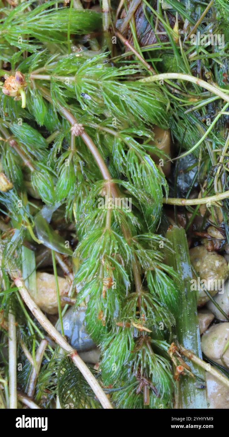 coontail (Ceratophyllum demersum Stock Photo - Alamy
