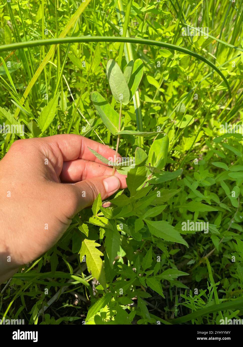 Virginia marsh St. John's-wort (Hypericum virginicum Stock Photo - Alamy