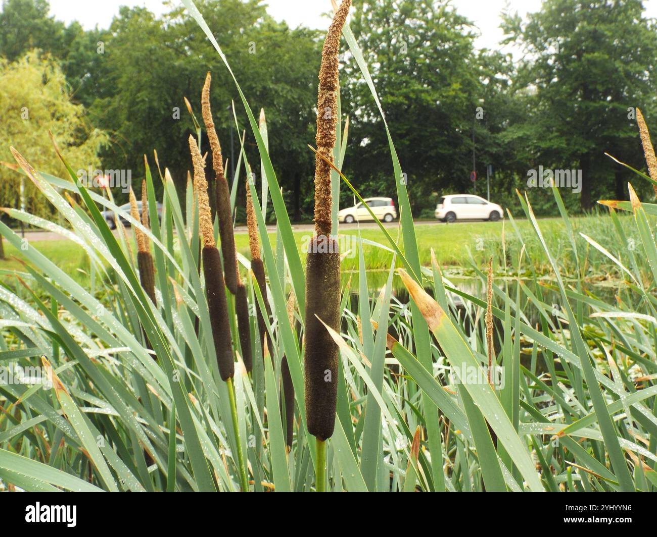 grasses, sedges, cattails, and allies (Poales Stock Photo - Alamy