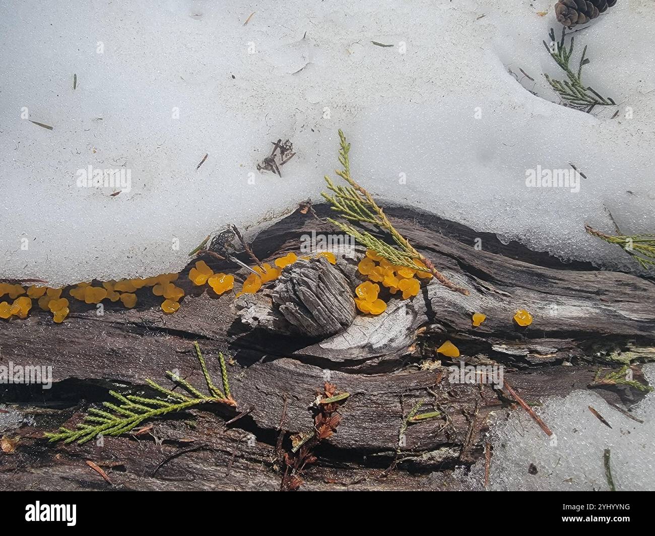 alpine jelly cone (Guepiniopsis alpina Stock Photo - Alamy