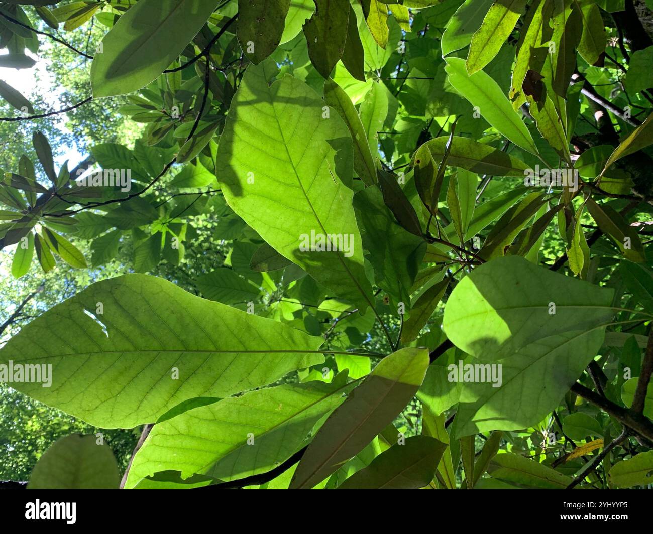 Fraser Magnolia (Magnolia fraseri Stock Photo - Alamy