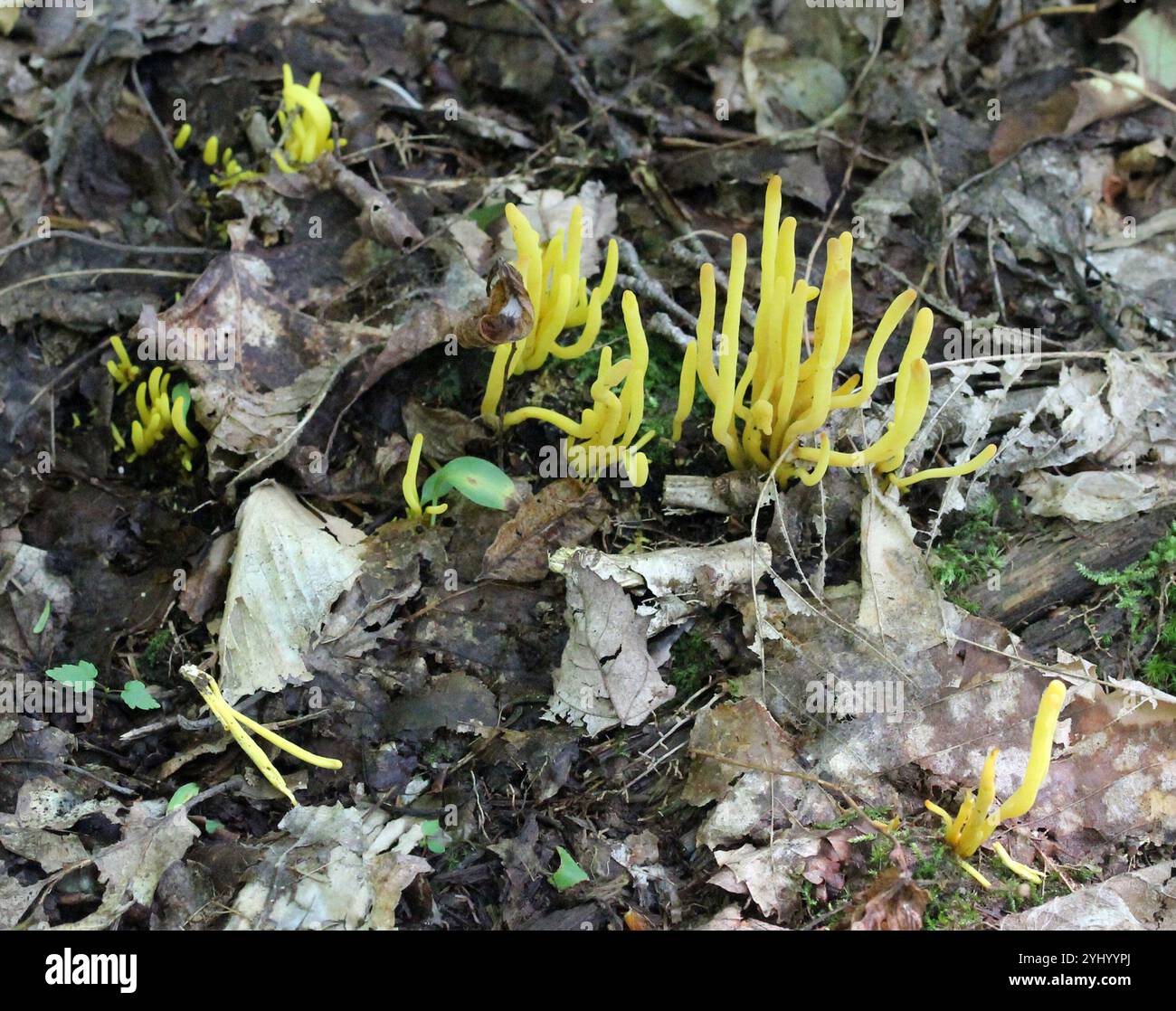 Golden Spindles (Clavulinopsis fusiformis Stock Photo - Alamy
