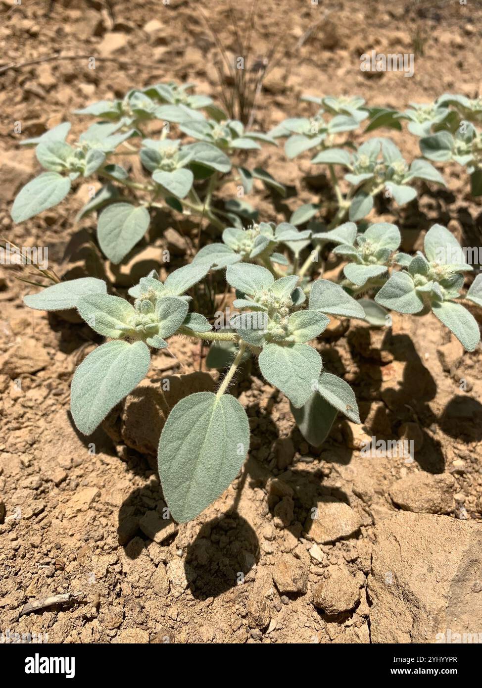 turkey mullein (Croton setiger Stock Photo - Alamy