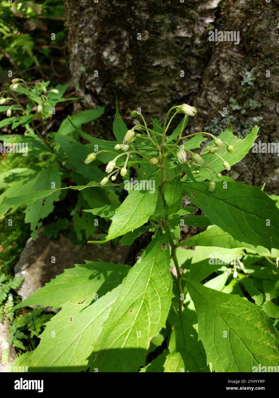 whorled wood aster (Oclemena acuminata Stock Photo - Alamy