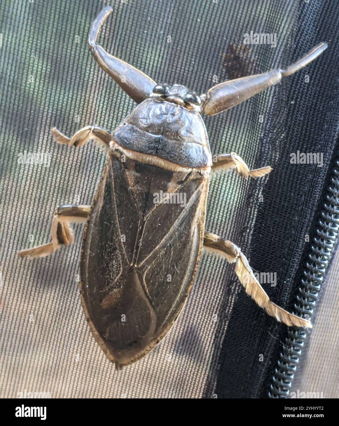 American Giant Water Bug (Lethocerus americanus Stock Photo - Alamy