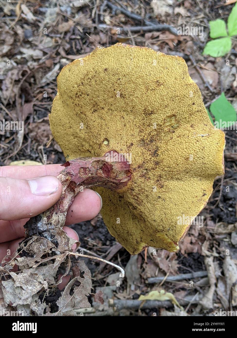 Two colored bolete hi-res stock photography and images - Alamy