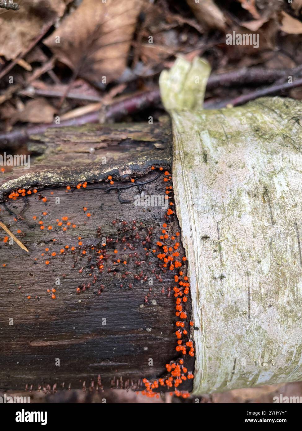 Push Pin Slime Mold (Hemitrichia calyculata Stock Photo - Alamy