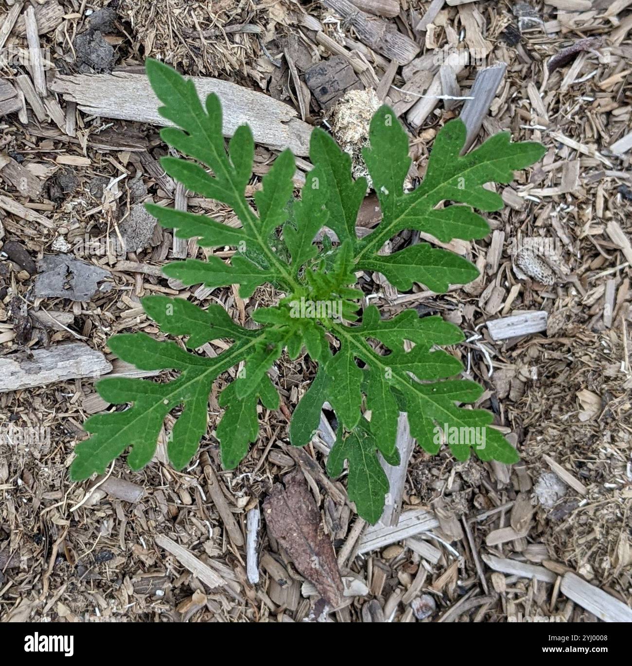 common ragweed (Ambrosia artemisiifolia Stock Photo - Alamy