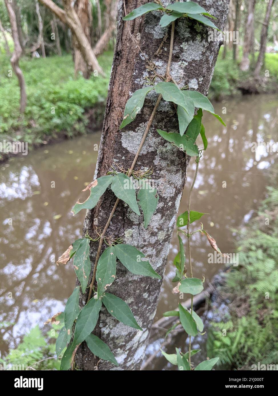 Catclaw vine (Dolichandra unguis-cati Stock Photo - Alamy