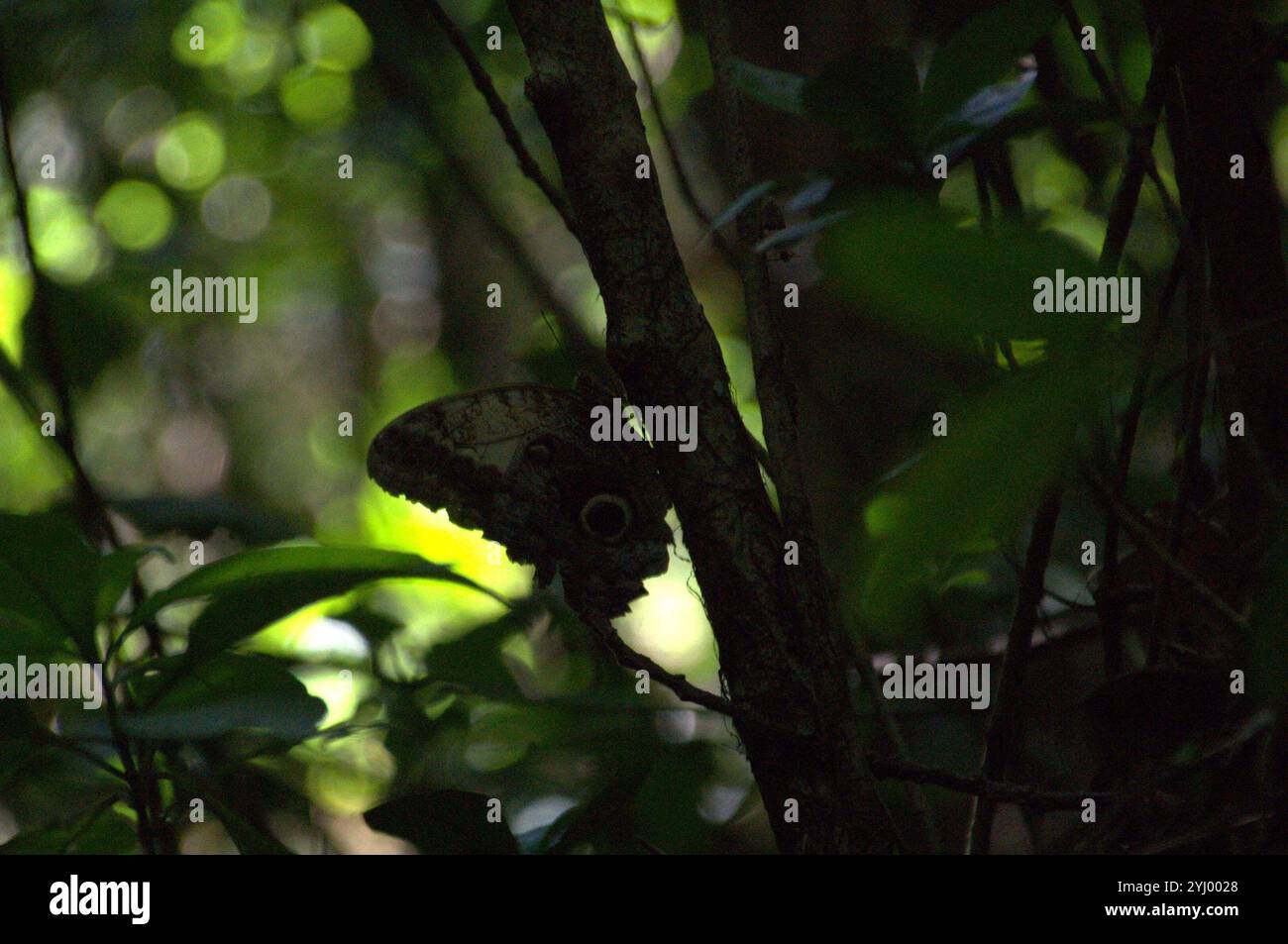 Telamonius hi-res stock photography and images - Alamy