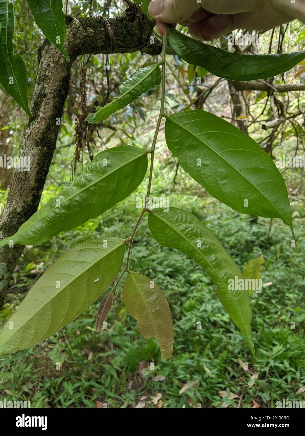 Umbrella cheese tree hi-res stock photography and images - Alamy