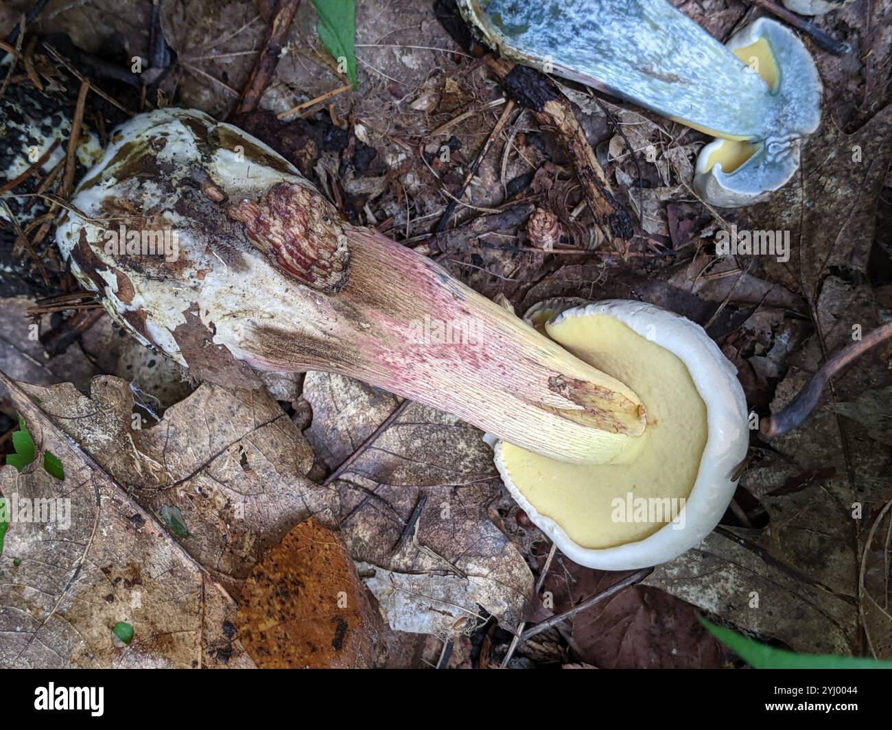 Boletus sensibilis hi-res stock photography and images - Alamy