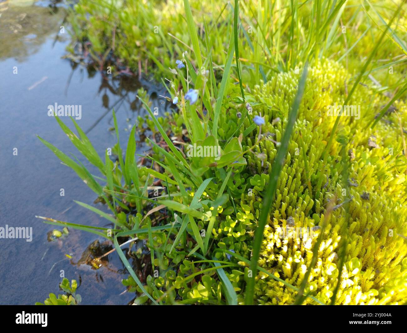 American brooklime hi-res stock photography and images - Alamy