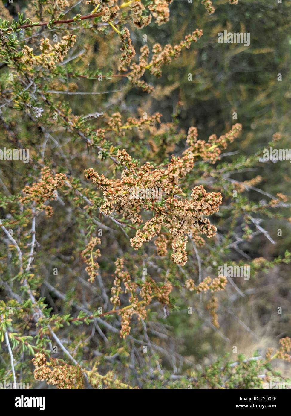 chamise (Adenostoma fasciculatum Stock Photo - Alamy