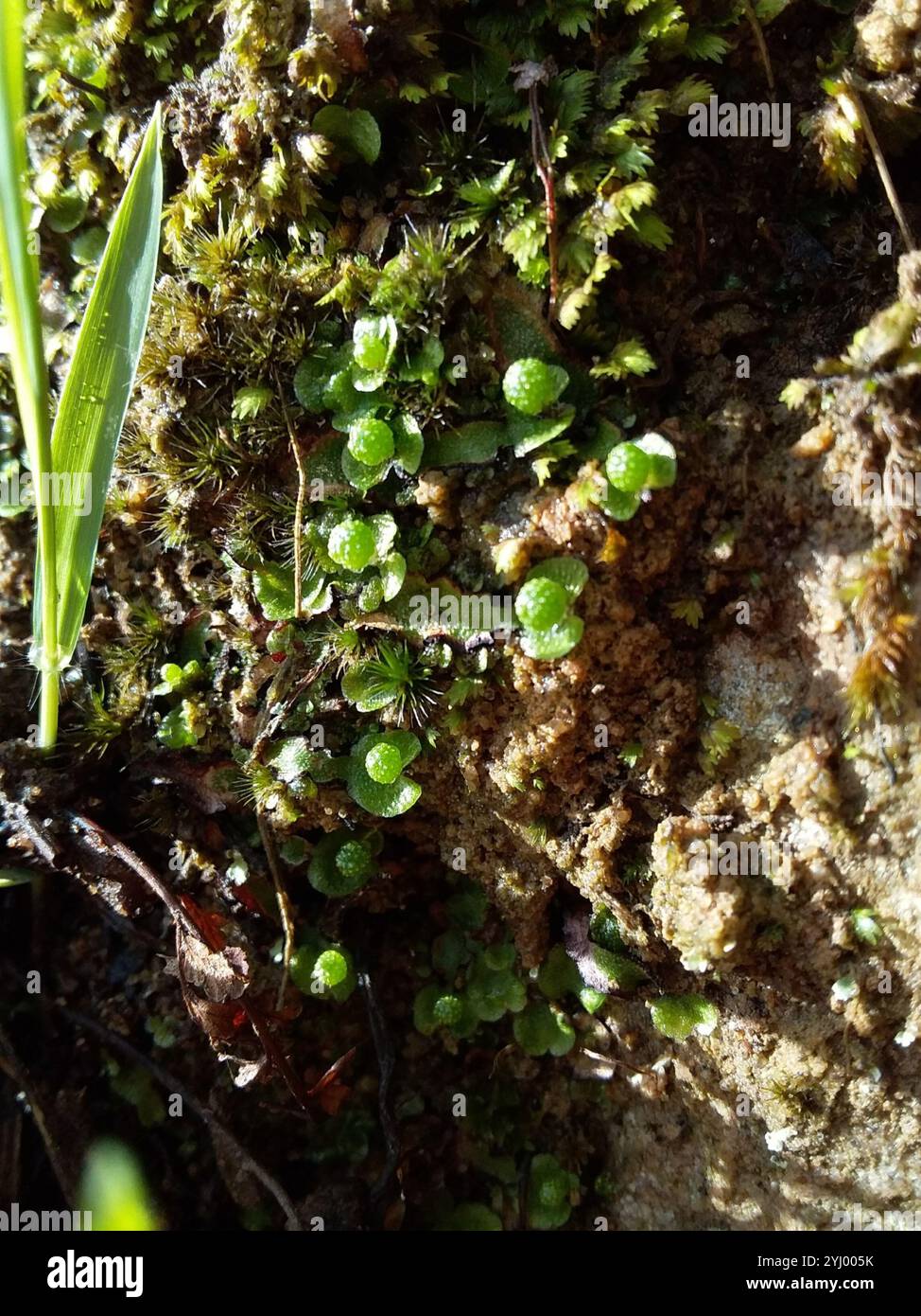 Asterella hi-res stock photography and images - Alamy