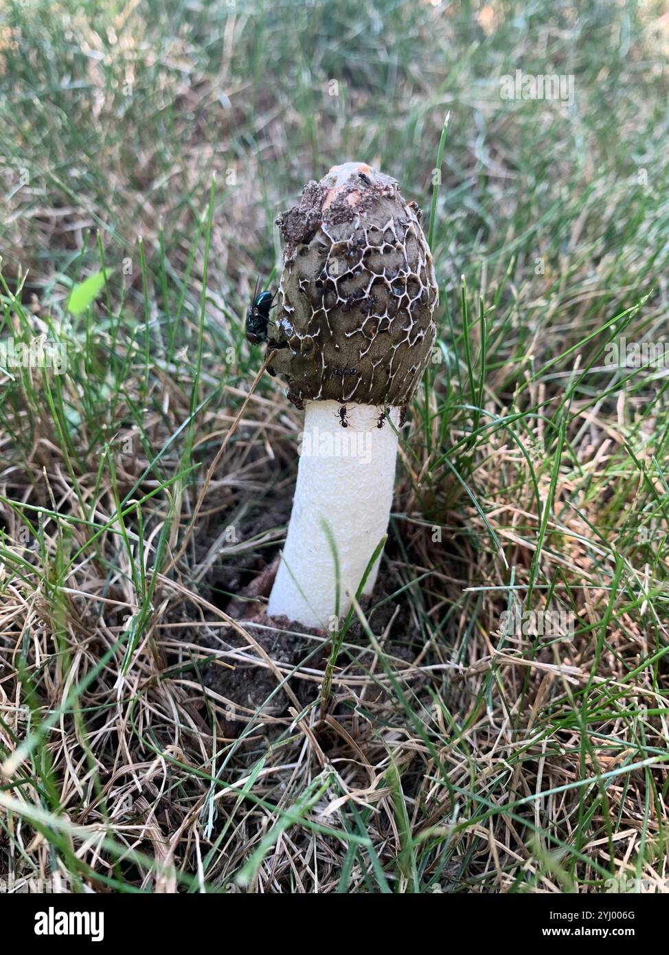 dune stinkhorn (Phallus hadriani Stock Photo - Alamy
