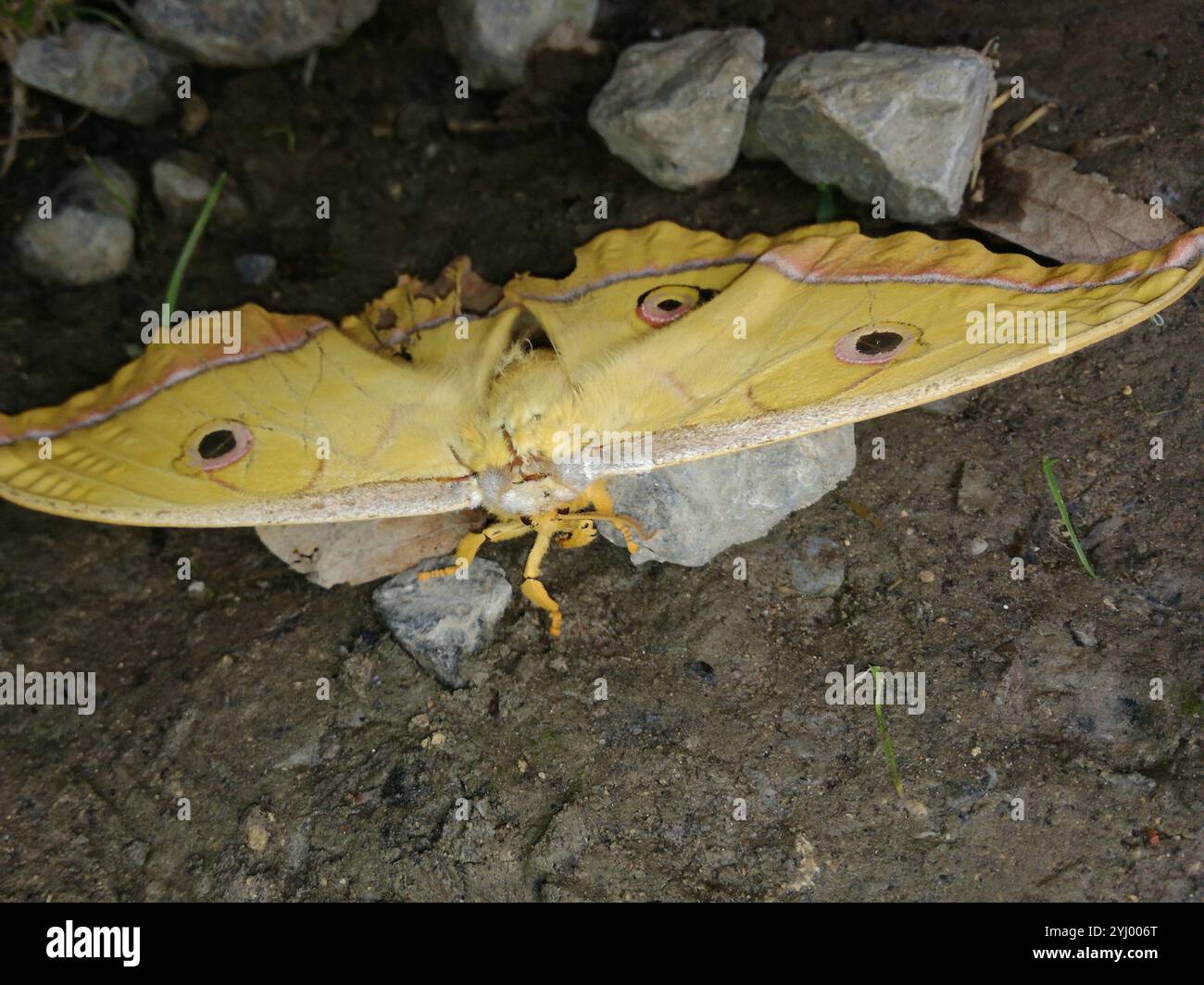 Japanese Silk Moth (Antheraea yamamai Stock Photo - Alamy