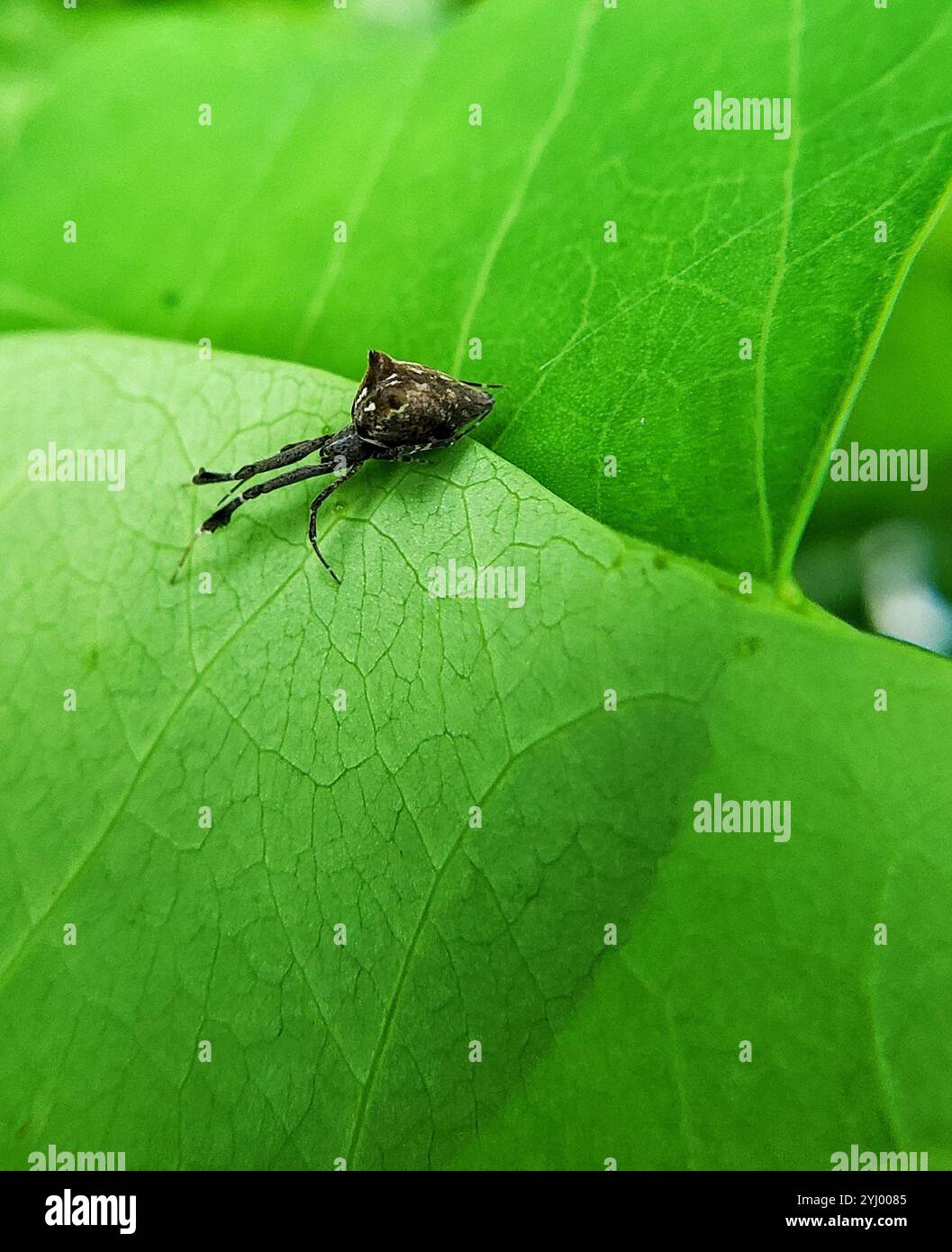 Feather-legged Spiders (Uloborus Stock Photo - Alamy