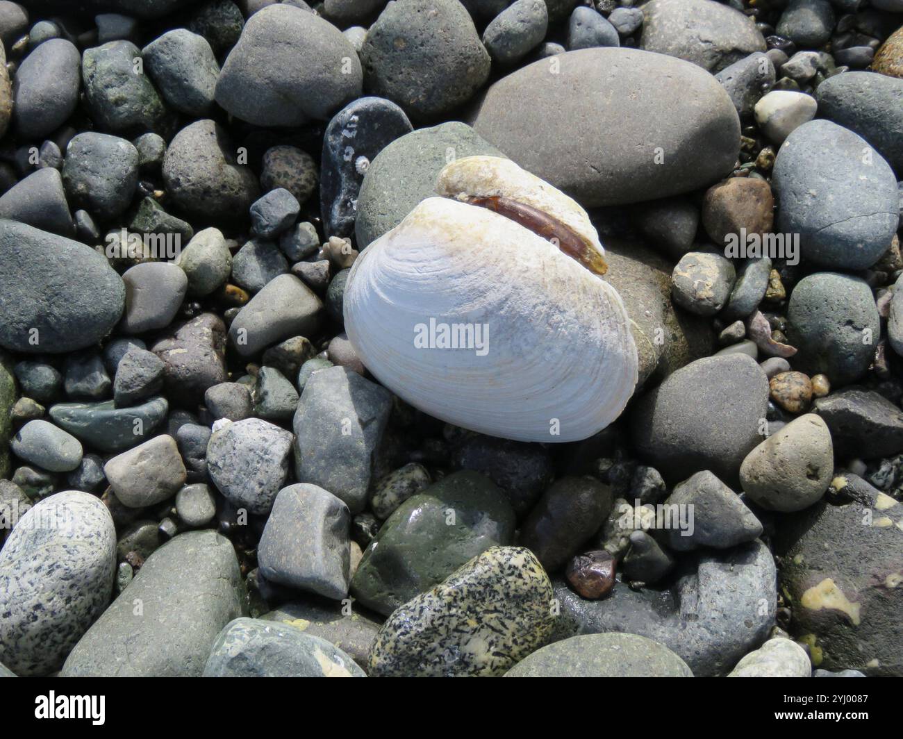 Butter Clam (Saxidomus gigantea Stock Photo - Alamy