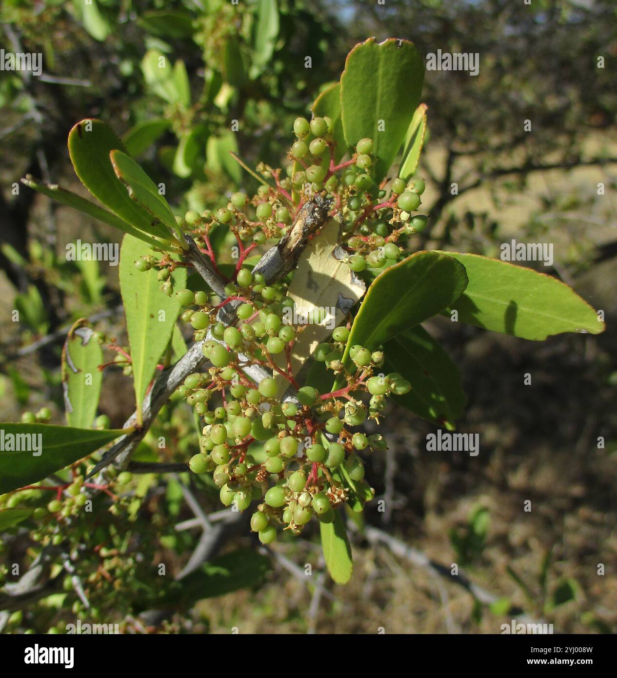 confetti spikethorn (Gymnosporia senegalensis Stock Photo - Alamy