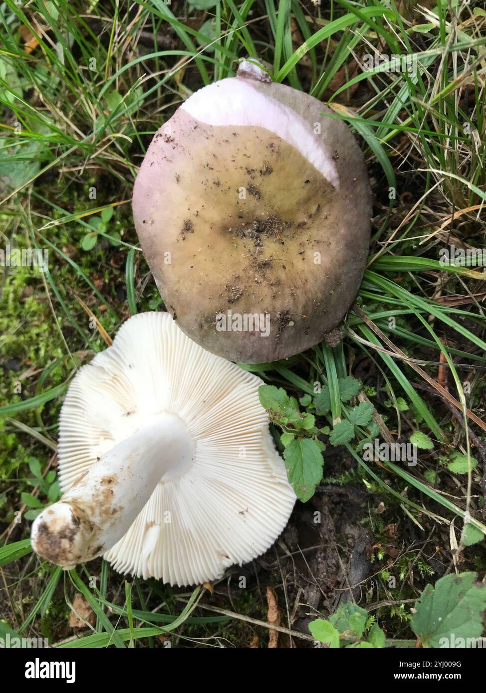 Oilslick Brittlegill (Russula ionochlora Stock Photo - Alamy