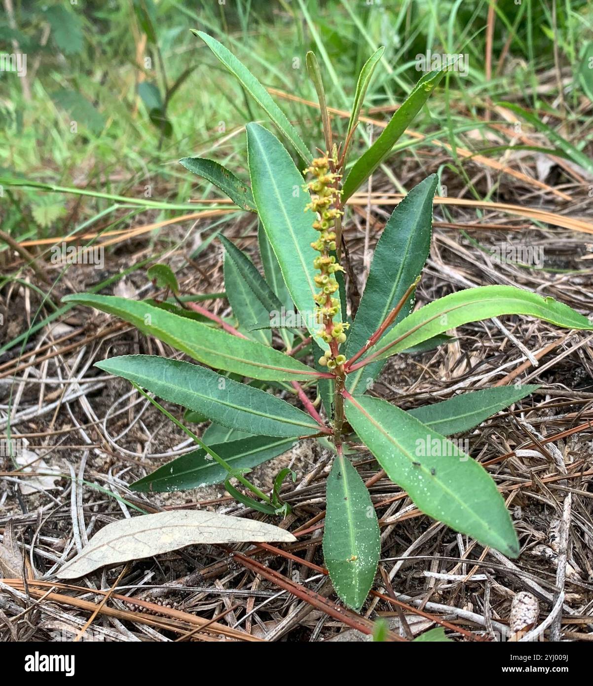 Queen's Delight (Stillingia sylvatica Stock Photo - Alamy
