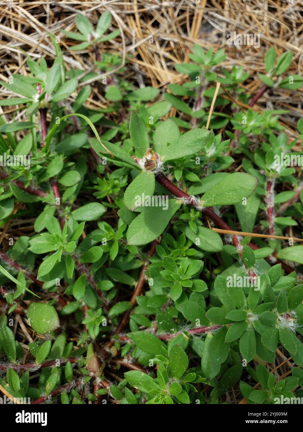 Paraguayan Purslane (Portulaca amilis Stock Photo - Alamy
