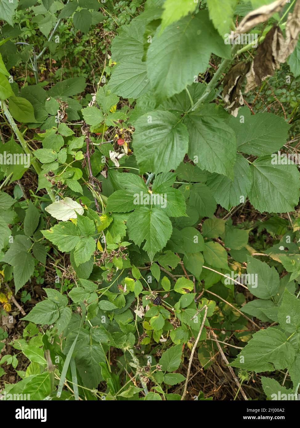 black raspberry (Rubus occidentalis Stock Photo - Alamy
