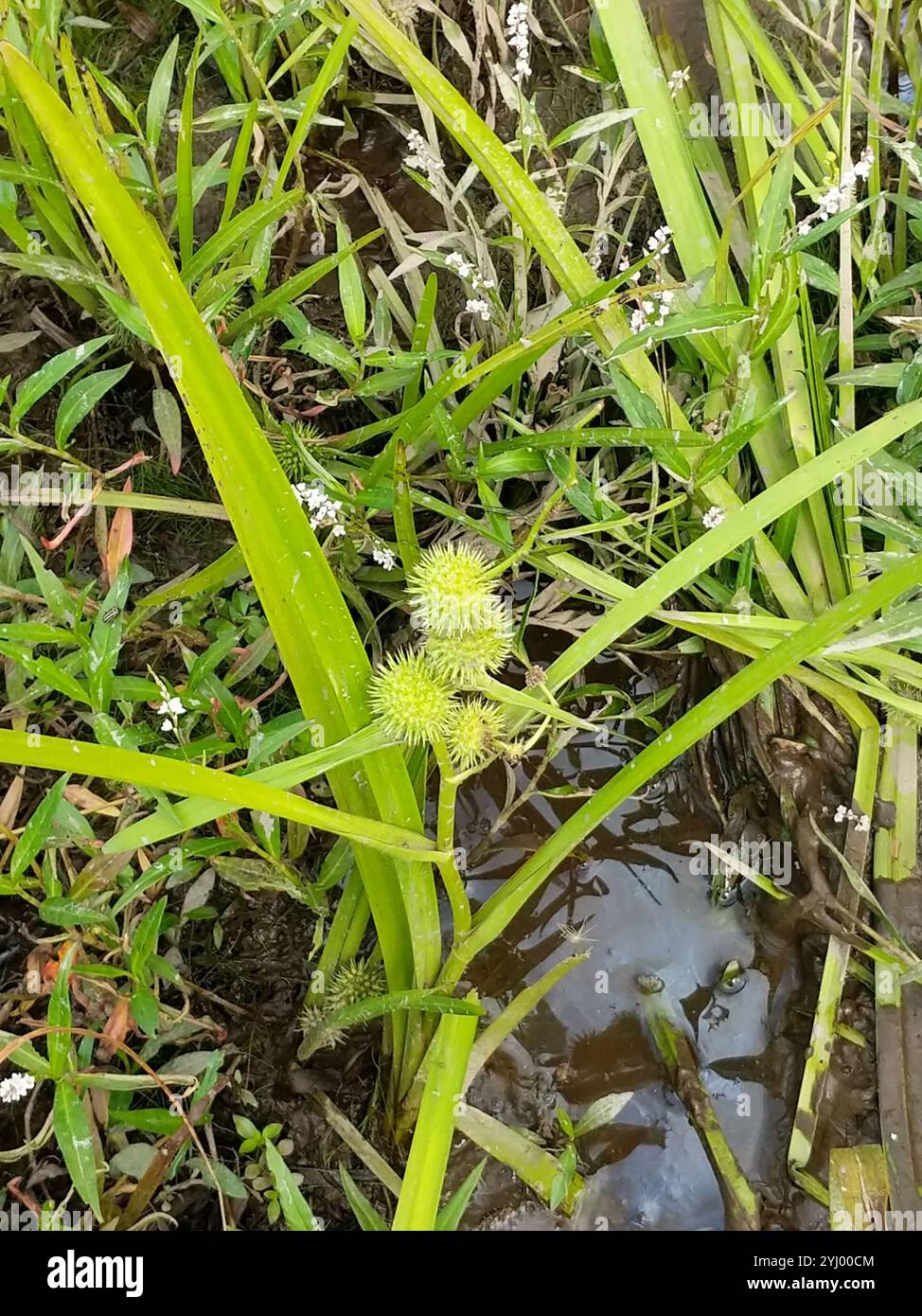 American bur-reed (Sparganium americanum Stock Photo - Alamy