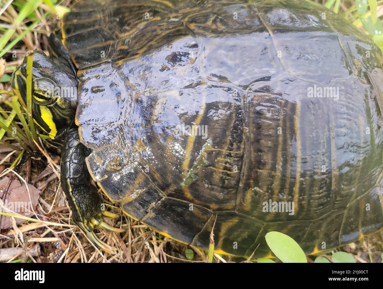 Pond Slider (Trachemys scripta Stock Photo - Alamy