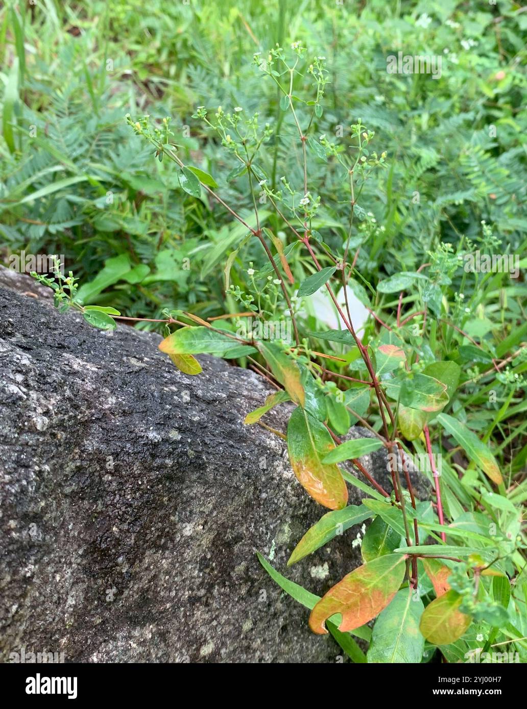 False Flowering Spurge (Euphorbia pubentissima Stock Photo - Alamy