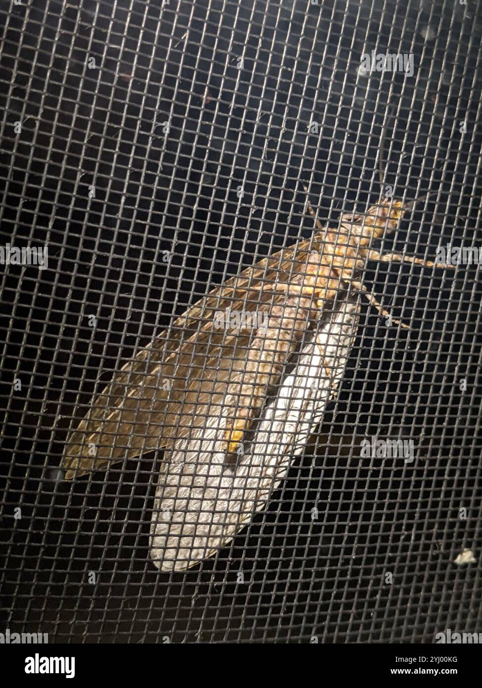 Summer fishfly hi-res stock photography and images - Alamy