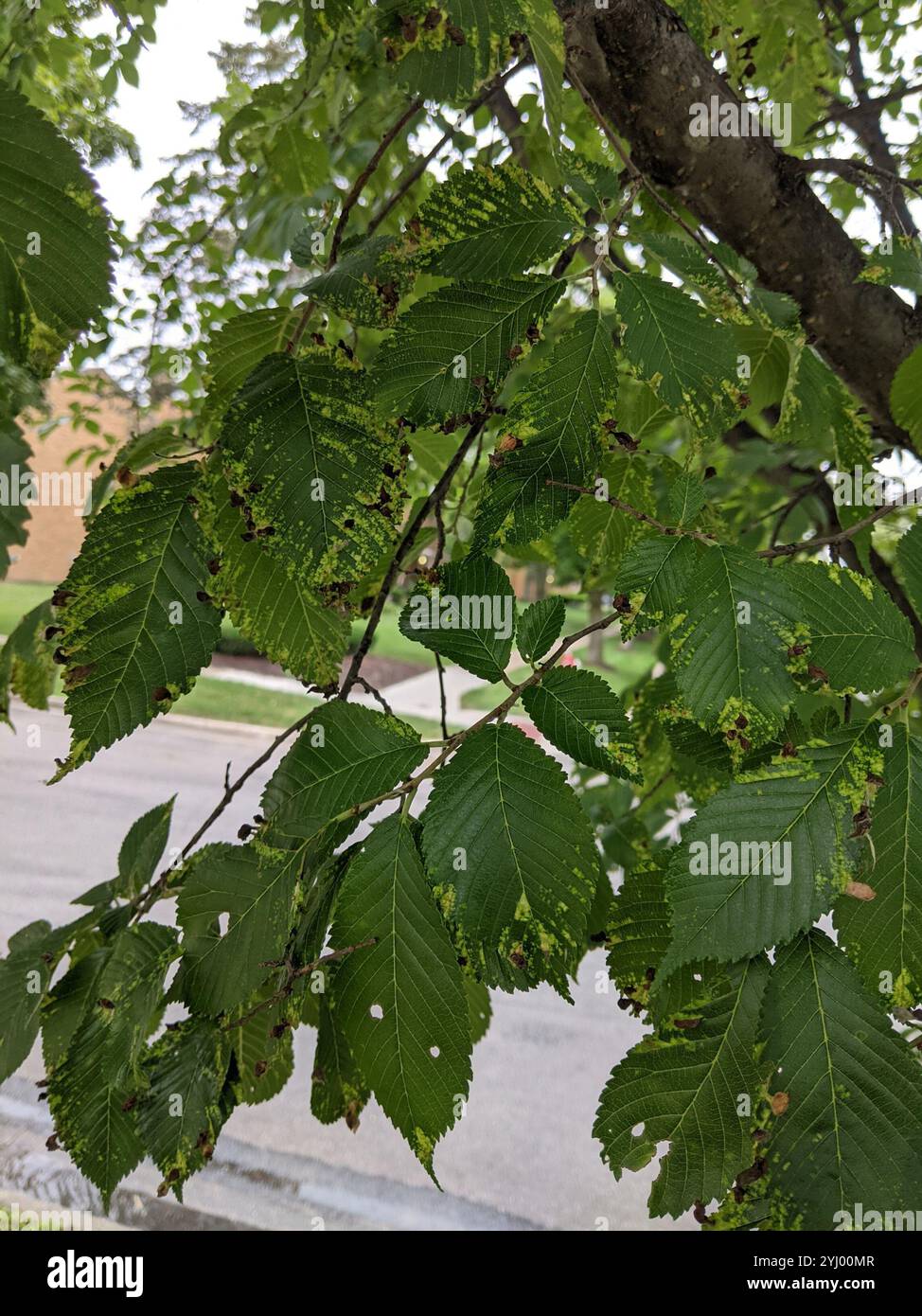Rice Root Aphid (Tetraneura akinire Stock Photo - Alamy