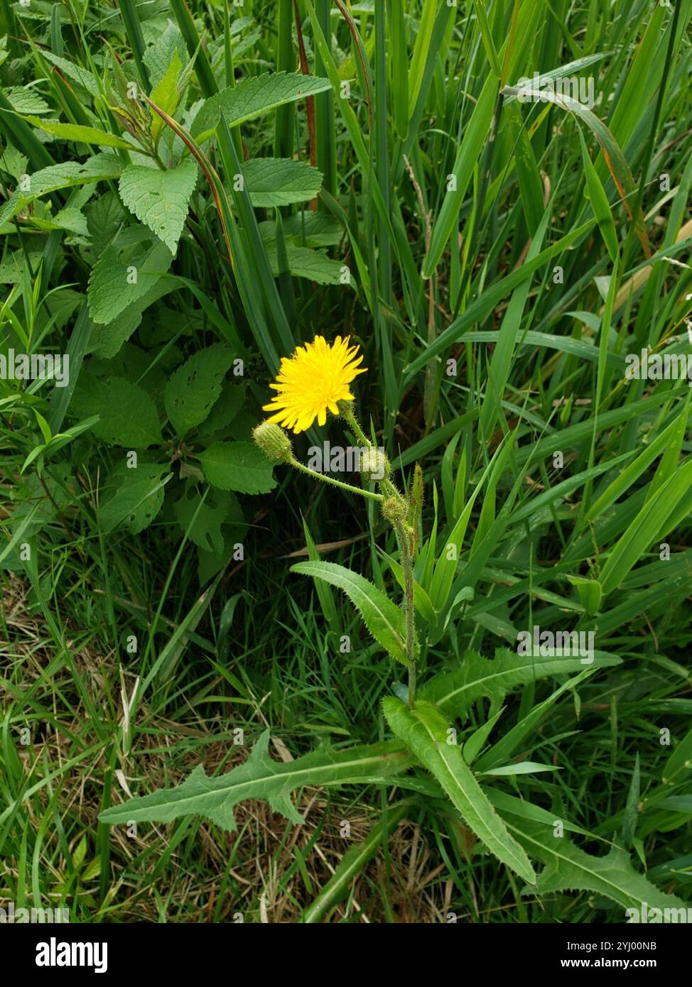 glandular field sowthistle (Sonchus arvensis arvensis Stock Photo - Alamy