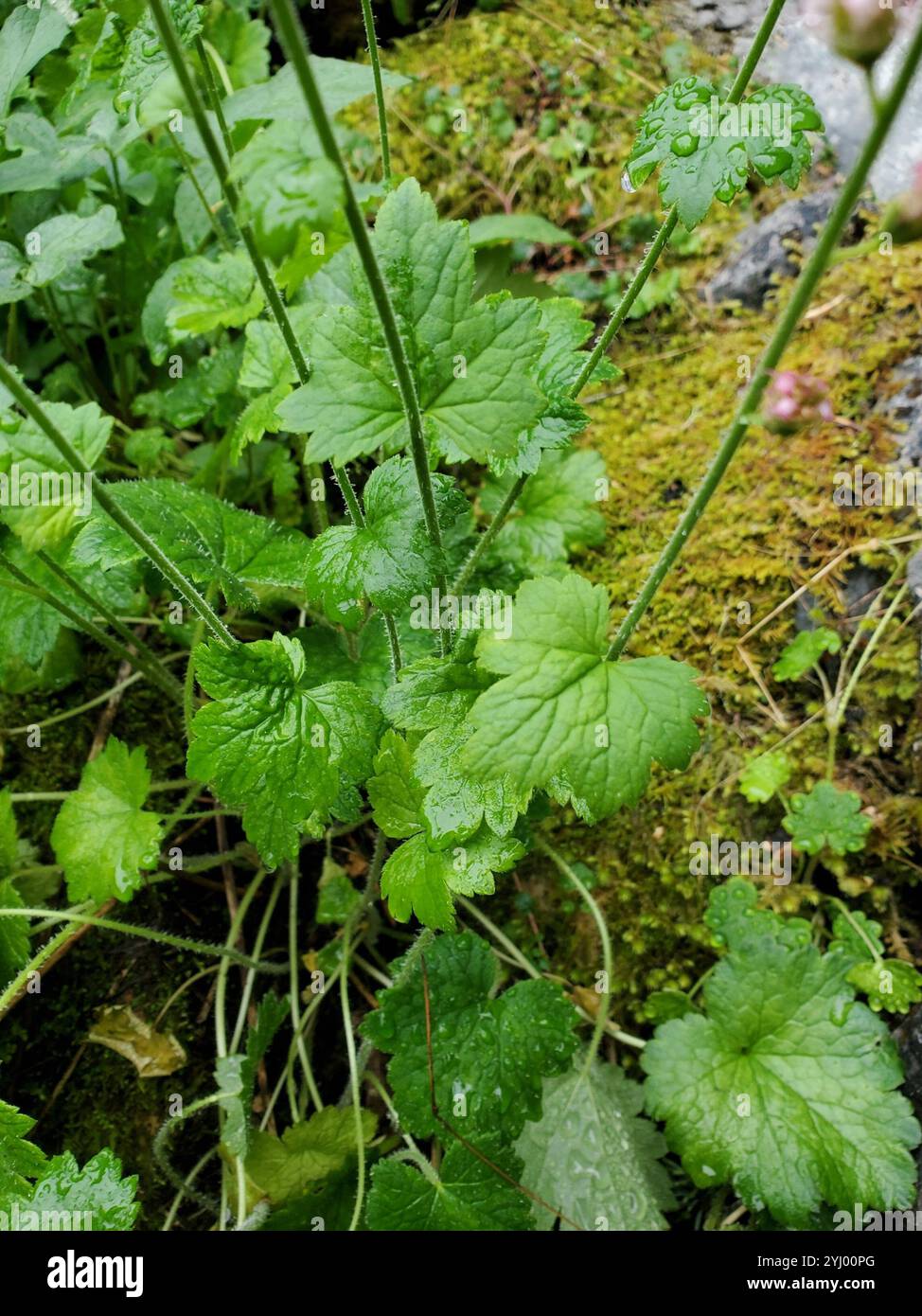 fringe cups (Tellima grandiflora Stock Photo - Alamy