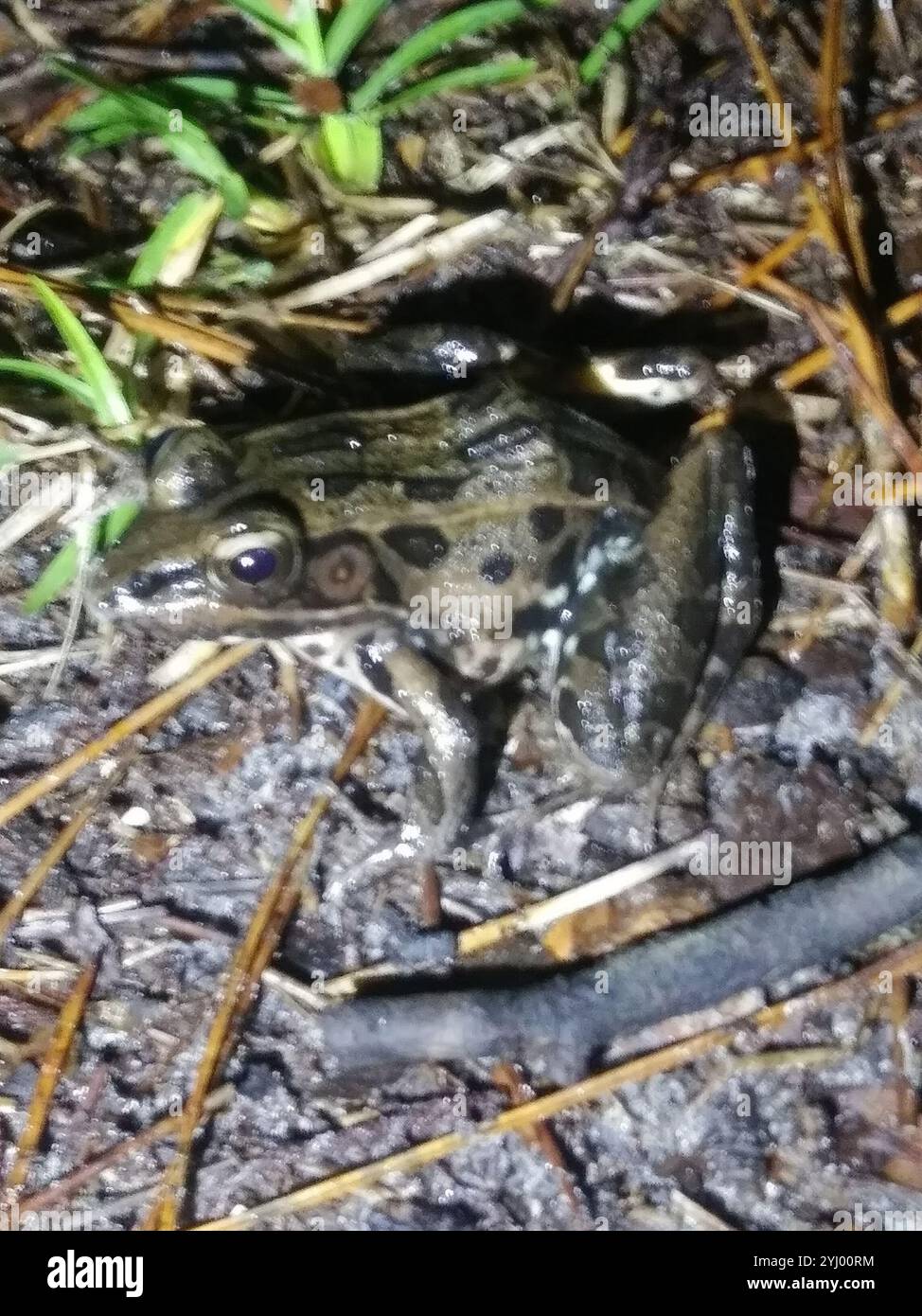 Southern Leopard Frog (Lithobates sphenocephalus Stock Photo - Alamy