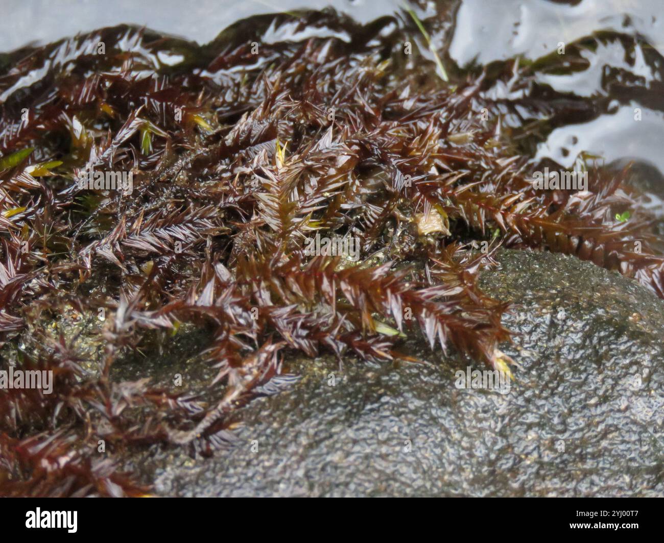 Fontinalis antipyretica willow moss hi-res stock photography and images ...
