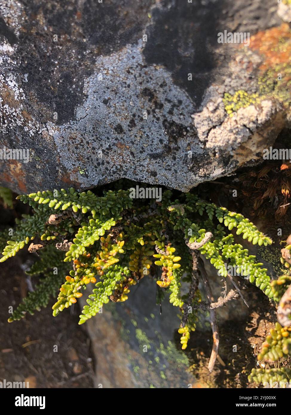 Myriopteris gracillima hi-res stock photography and images - Alamy