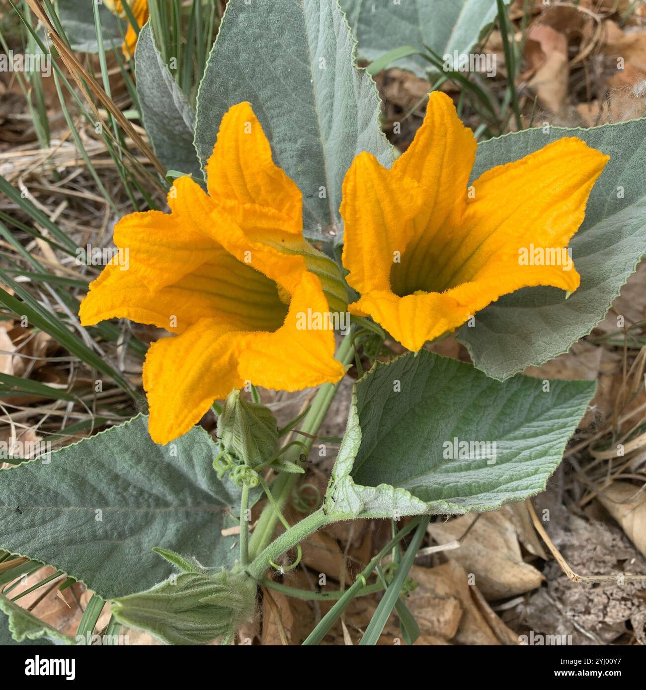 Buffalo gourd cucurbita foetidissima hi-res stock photography and ...