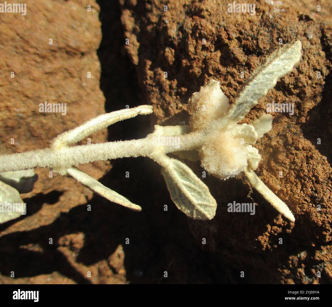 Winged and Once-winged Insects (Pterygota Stock Photo - Alamy