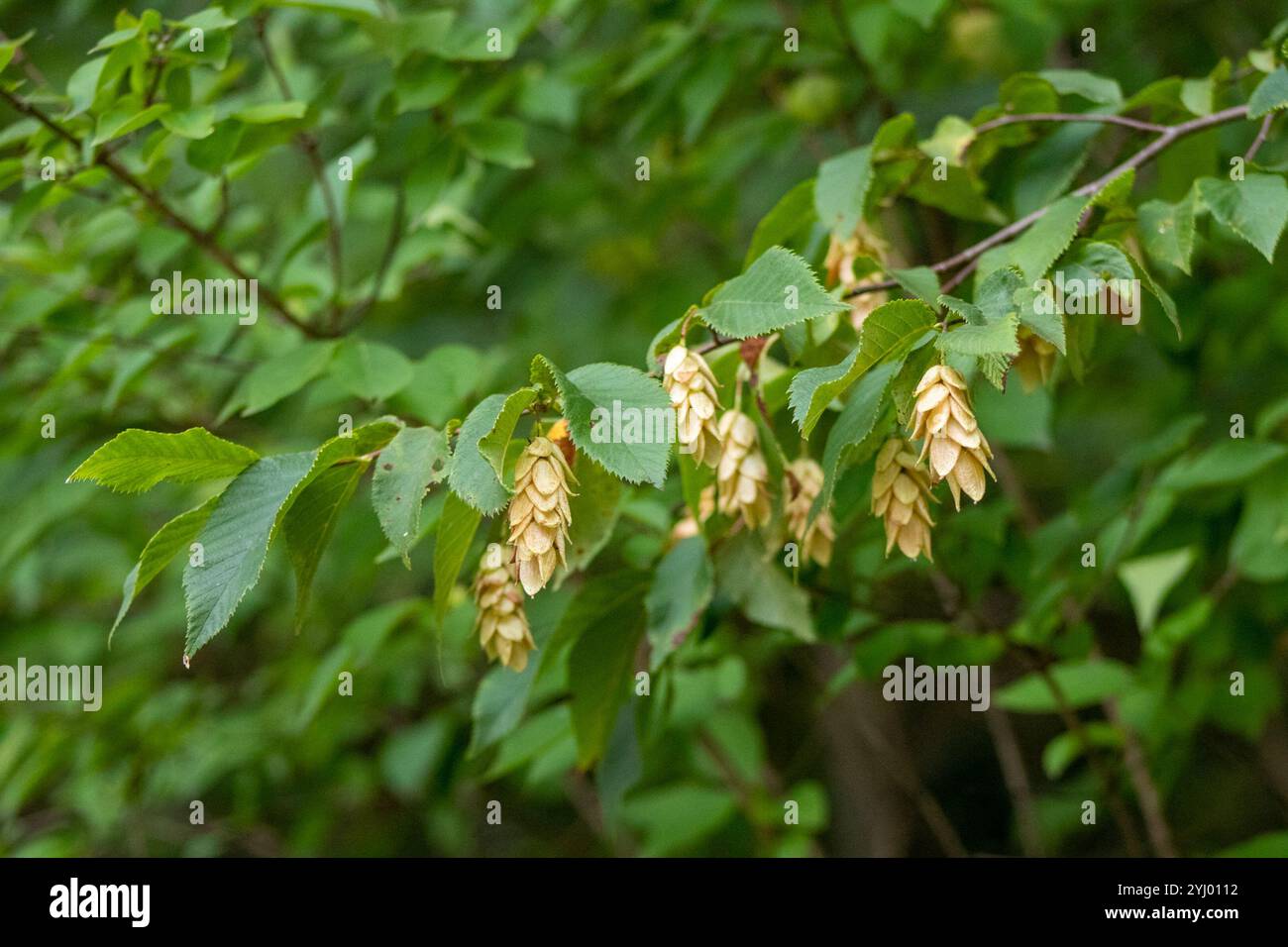 American hophornbeam (Ostrya virginiana Stock Photo - Alamy