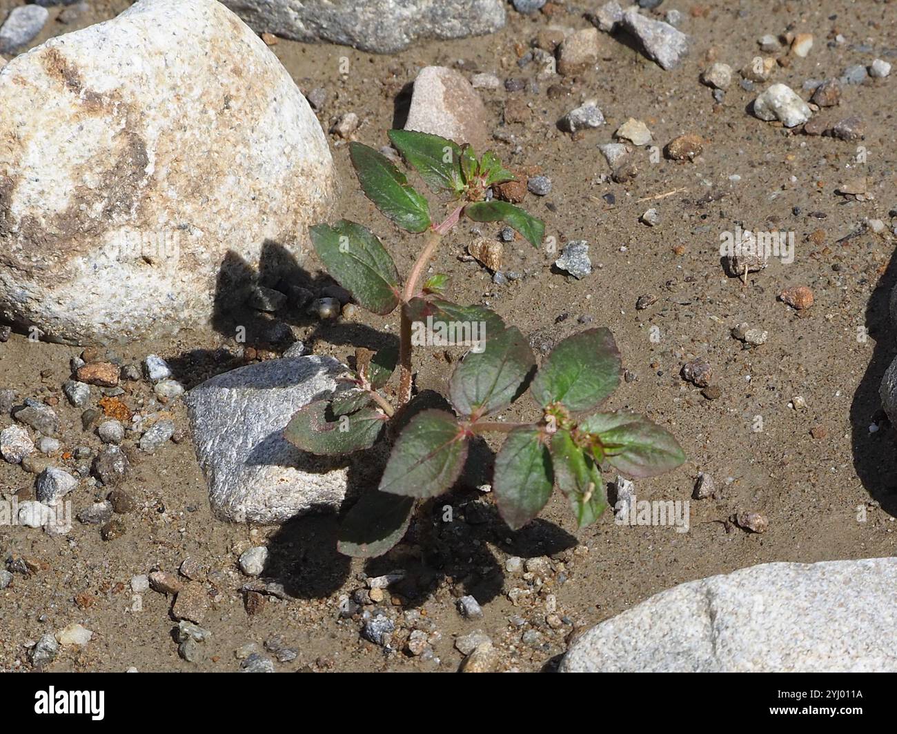 Asthma plant (Euphorbia hirta Stock Photo - Alamy