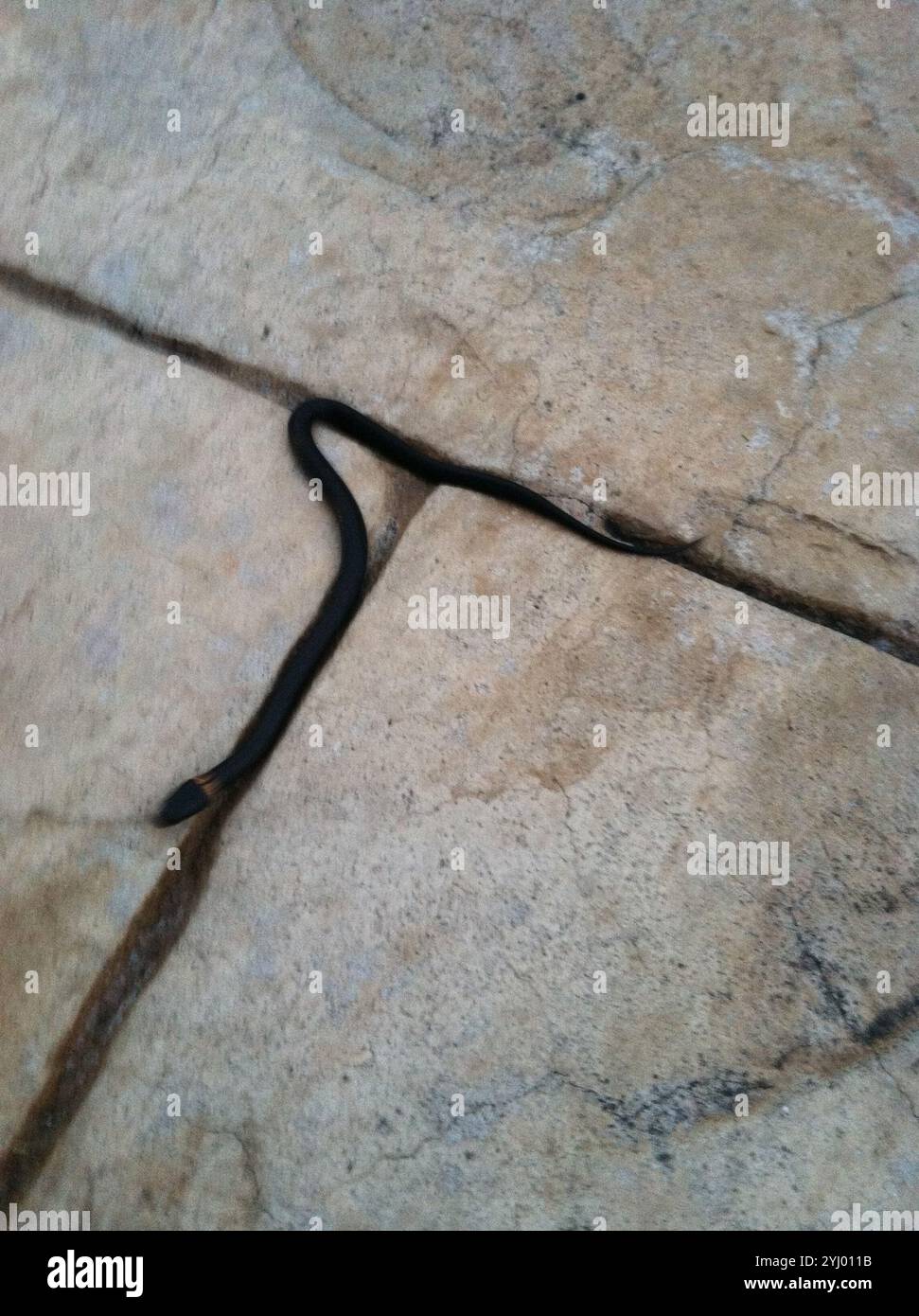 Southern Ringneck Snake (Diadophis punctatus punctatus Stock Photo - Alamy