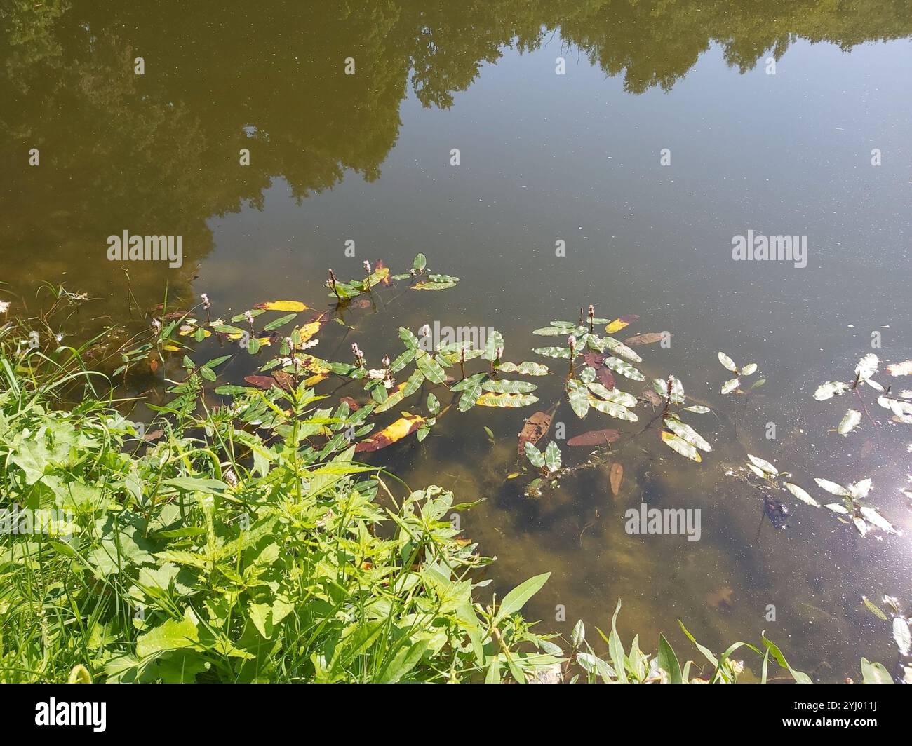 water smartweed (Persicaria amphibia Stock Photo - Alamy